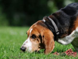 Targetstick für dein Hundetraining | ZooRoyal Magazin